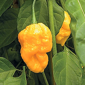 CHUXAY GARDEN Yellow Trinidad Moruga Scorpion-Capsicum Chinense,Hot Pepper 20 Seeds Vegetables Survival Gear Food Seed