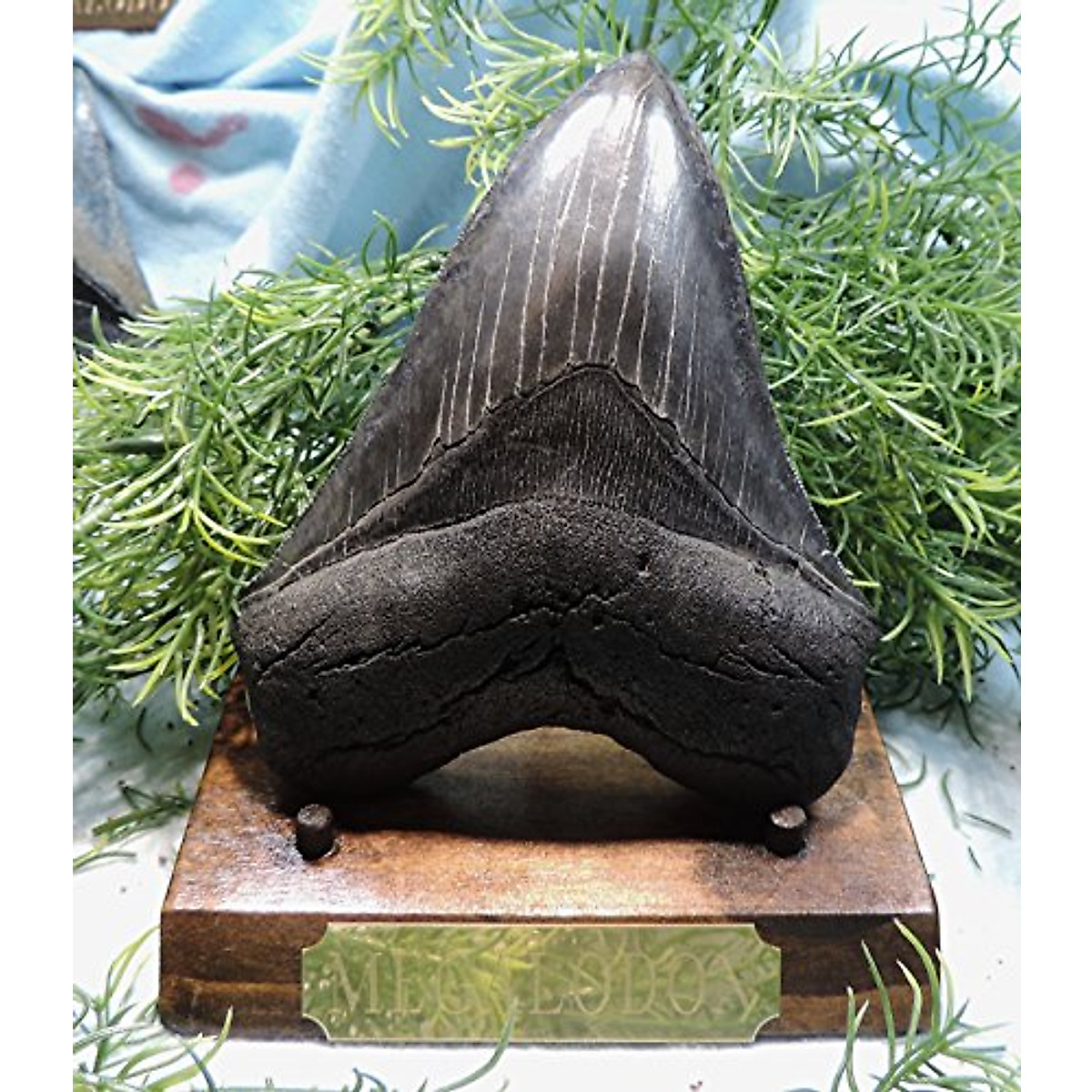 Massive 5 1/4'' Megalodon Tooth. Impressive!!
