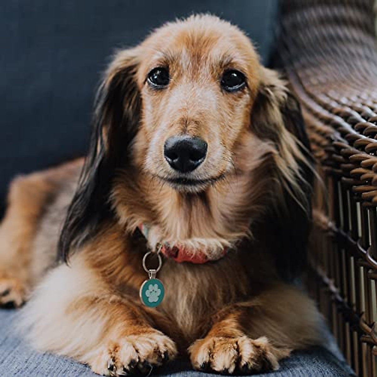 MYLUCKYTAG QR Code Pet ID Tags Dog Tags - Pet Online Profile - Scan QR Receive Instant Pet Location Alert Email