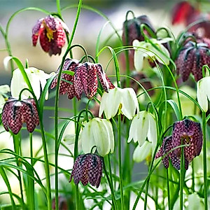 5 Fritillaria Meleagris Checkered Lily Tubers, Ornament Garden, Can Grow in Pot