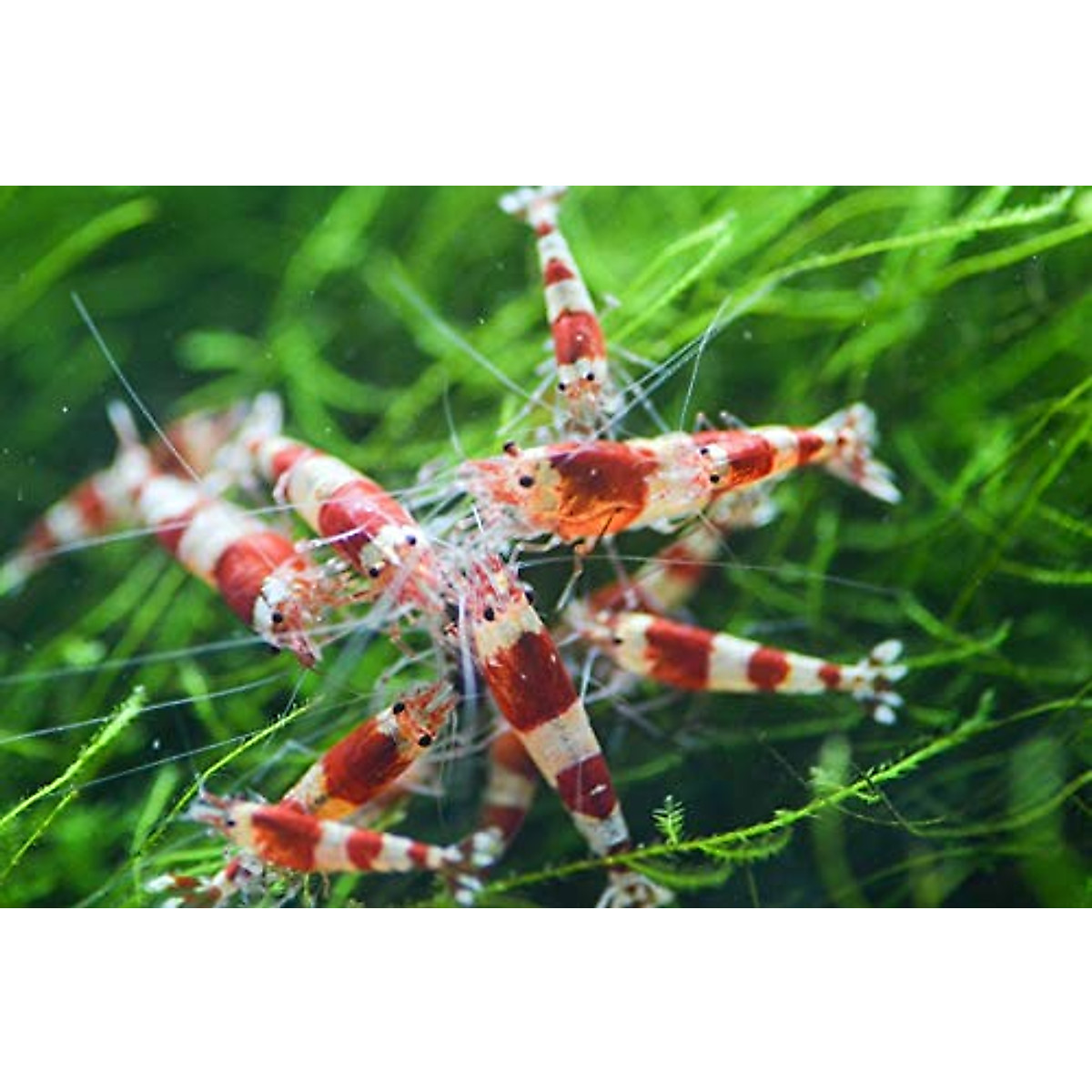 ABF Freshwater Snail Food Mix - Snail,Shrimp,Fish & Crayfish Food (8oz - 1/2 lb.)- ABF1 - Mini SPIRULINA WAFERS & Calcium