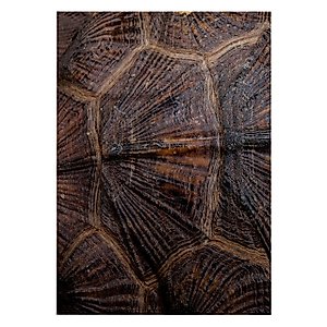 3dRose 22x30 Bath Hand Pool Towel - Wood Turtle Carapace Detail, USA Reptile