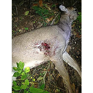 Fire-N-The-Hole Ring Crossbow Broadhead 100 Grain 3 Pack