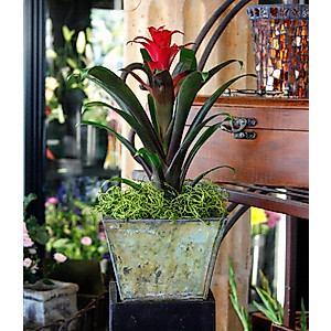 SuperMoss (26907) Spanish Moss Preserved, Grass, 4oz, 120 cubic in Bag (Appx. 4oz) (7 59834 26907 6)