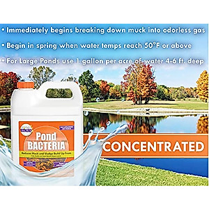 PondWorx Pond Bacteria - Formulated for Large Ponds, Water Features and Safe for Koi - Gallon
