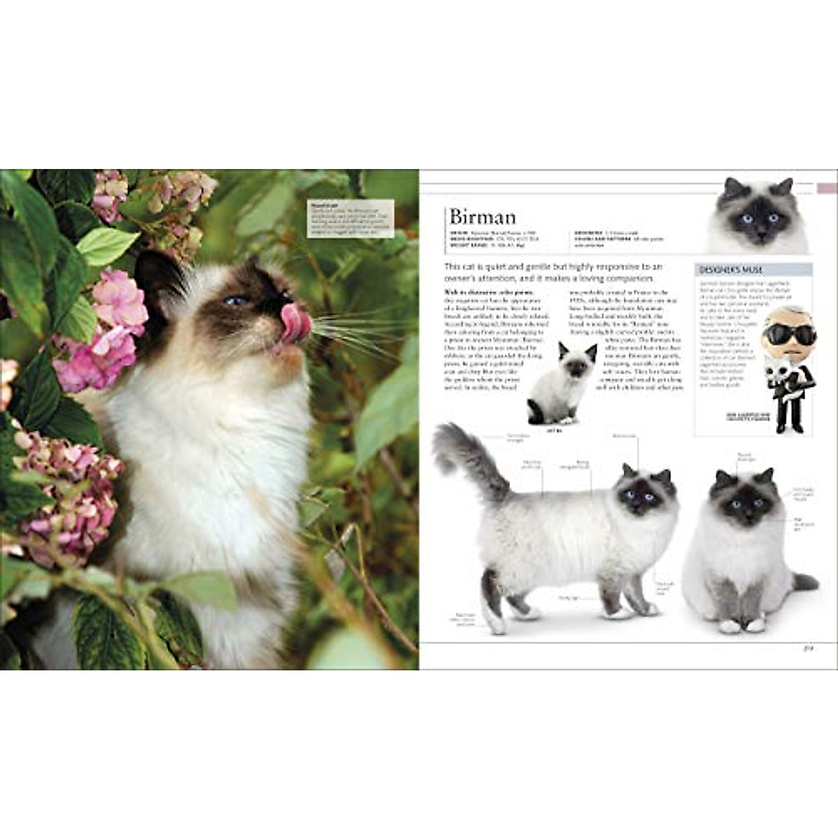The Cat Encyclopedia: The Definitive Visual Guide (DK Pet Encyclopedias)