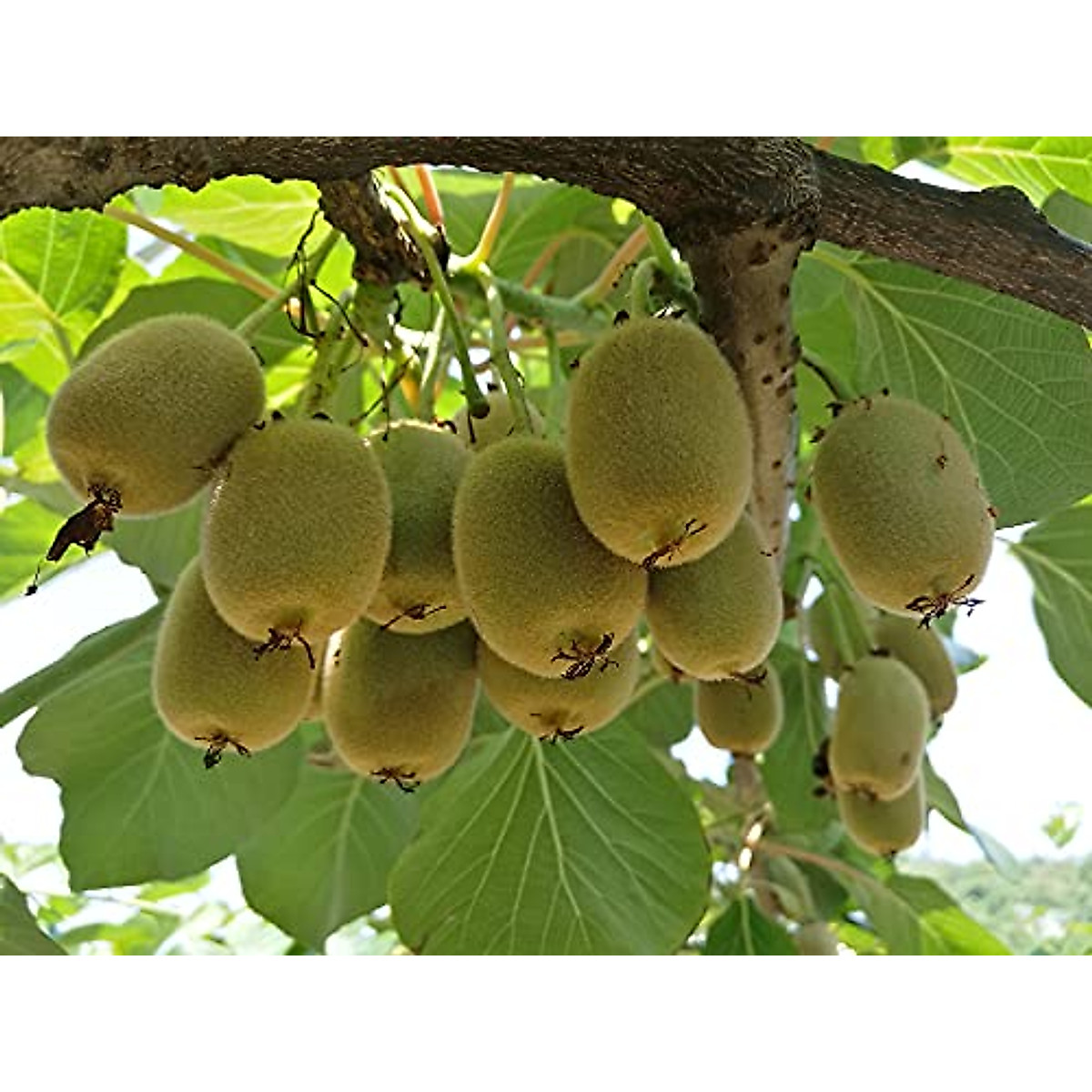 Bonsai Kiwi Tree Seeds for Planting | 50 Seeds | Actinidia chinensis Seeds