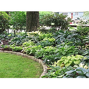 Hosta Mixed - 6 Perennial Bare Roots