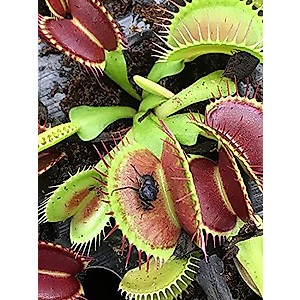Live Venus Fly Trap Live Plant, Dionaea Muscipula, Venus Fly Trap Plant Decor, Sundew Carnivorous Plants Live Houseplants, Venus Fly Trap Terrarium Plants, Live Plants Indoor Plants by Plants for Pets