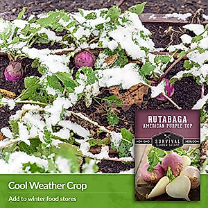 Survival Garden Seeds - American Purple Rutabaga Seed for Planting - Packet with Instructions to Plant and Grow Brassica Napus in Your Home Vegetable Garden - Non-GMO Heirloom Variety