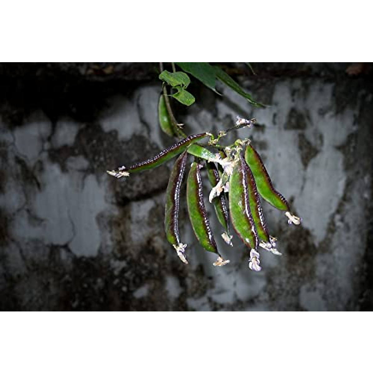 Jackson Wonder Lima Bush Bean Seeds for Planting, 50+ Heirloom Seeds Per Packet, (Isla's Garden Seeds), Non GMO Seeds, Botanical Name: Phaseolus lunatus, Great Home Garden Gift