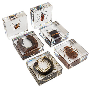 6 PCS Resin Insect Specimen Set, Millepede, Centipede, Dragonfly Larvae, Tea Seed Bug, Red Longhorn Beetle, Spiny Spider, Science Education Toy for Kids