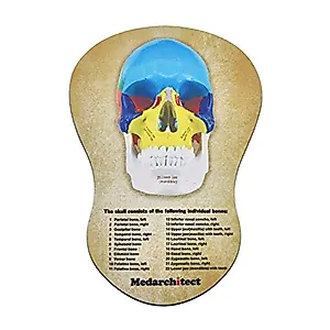 Upgraded Life Size Human Colored Head Skull Anatomical Model with Newest Laser-Etched Fonts and Skull Diagram Mouse Pad for Medical Student Human Anatomy Study Course Demonstration, Teaching