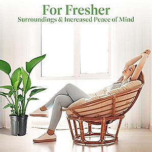 American Plant Exchange Live White Bird of Paradise Plant with Flowers, Plant Pot for Home and Garden Decor, 10" Pot