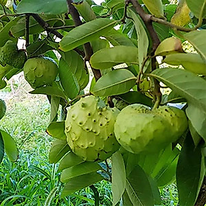 QAUZUY GARDEN 5 Seeds Cherimoya Custard Apple Seeds Annona Cherimola - Organic Delicious Sweet Juicy White Fleshed Tropical Exotic Fruit - Easy Grow & Harvest