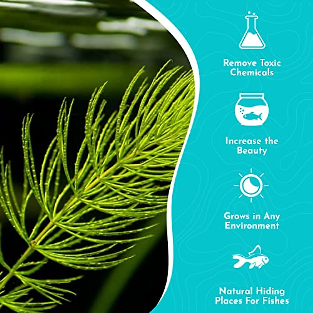 CANTON AQUATICS Live Aquarium 3 Hornwort Bunch Plants - Excellent Oxygenator - Easy to Maintain Plant - Removing Excess Nitrates - Promote High Water Quality - 3-5 Stems Per Bunch
