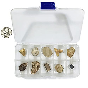 Fossil Collection (10 Piece) with Storage Case and Information Card