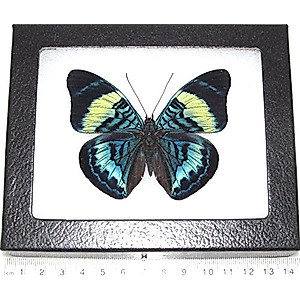 BicBugs Panacea prola Real Framed Butterfly Blue Green Peru
