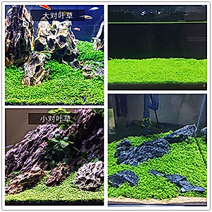 Live Aquarium Plant Seeeds Combo,Fresh Water Grass Mini Leaf & Hair Grass Small Pearl Leaf for Fish Tank Terrarium Aquatic Dwarf Carpet Decor AAB