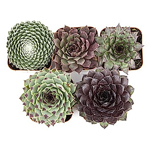 Sempervivum Succulents Plants Live Indoor Plants (5PK), Sempervivum Plants Live Houseplants, Hen and Chicks Live Plants Indoor House Plants, Rosette Succulent Plants in Plant Pots by Plants for Pets