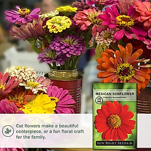 Sow Right Seeds - Mexican Sunflower Seed for Planting- Full Packet with Instructions, Beautiful Non-GMO Heirloom Flower to Plant, Wonderful Gardening Gift (1 Packet)