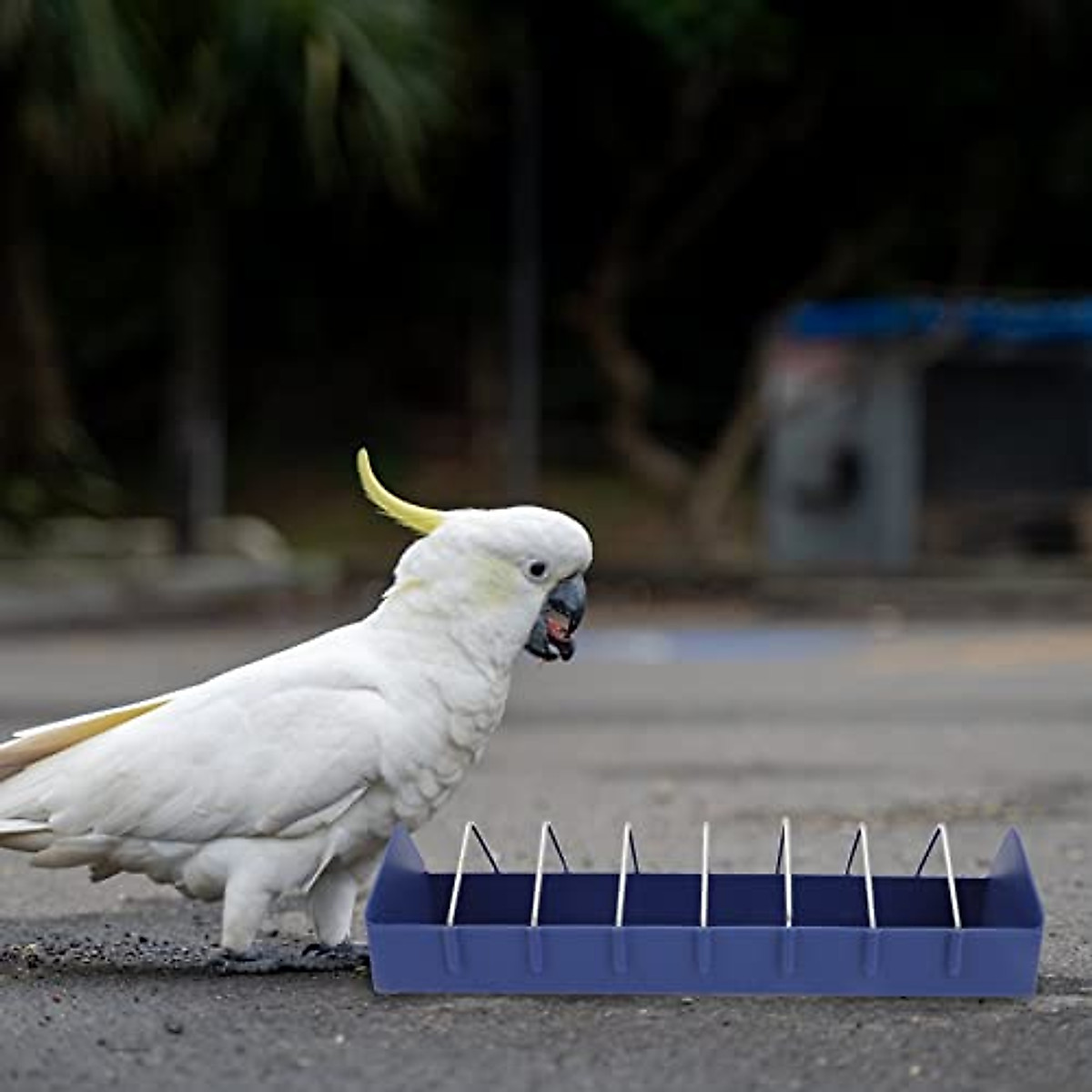 Happyyami Goat Feeder Cattle Feed Trough 2pcs Pigeon Feeder Slot Container Fowl Feeding Dish Bird Storage Trough Food Dispenser Pigeon Cage Supplies 40CM Blue Horse Water Buckets Small Container