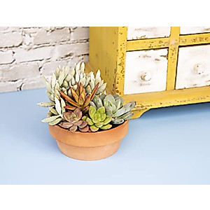 Live Succulents Assortment in Clay Pot, Garden Succulent Planter, Unique Gardening Gifts for Plant Lovers, Live Succulent Plants Live Plants, Live Succulents Plants Live Houseplants by Plants for Pets