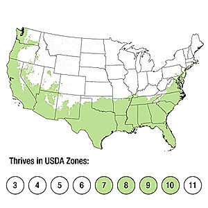 Southern Living Plant Collection Jubilation Gardenia, 2.5 Quart, White Fragrant Blooms and Glossy Green Foliage