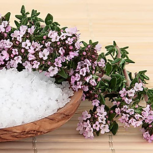 The Old Farmer's Almanac Organic Thyme Seeds - Approx 160 Seeds - Certified Organic, Non-GMO, Open Pollinated, Heirloom