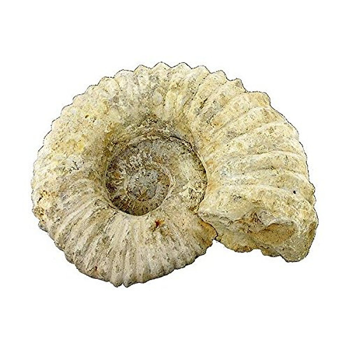 Natural DINOSAURS ROCK Ammonite Fossil - Medium - 5"-7" wide
