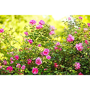 Nelson Plant Food Rose Food for All Types of Roses Climbing Tea Knock Outs Grandiflora with Five Sources of Nitrogen Nutri Star 18-14-10 (2 LB)