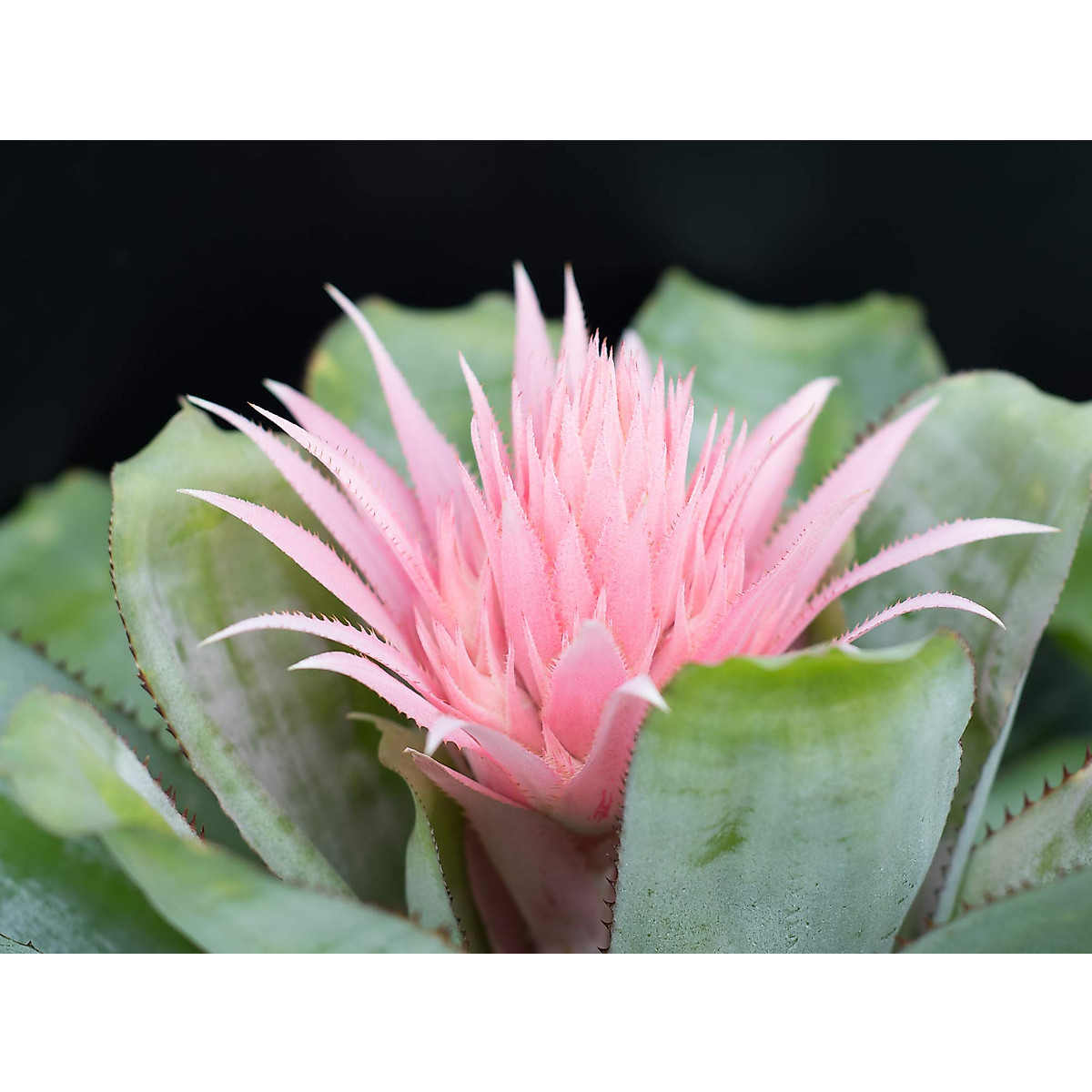 Bromeliad Fertilizer Liquid Plant Food for Bromeliads | Cryptanthus ...