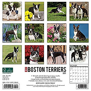 Just Boston Terriers 2021 Wall Calendar (Dog Breed Calendar)
