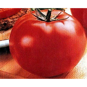 Big Beef Hybrid Tomato 45 Seeds -Colossal Fruit Size!