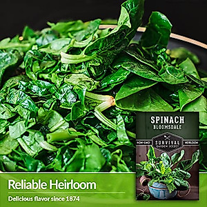 Survival Garden Seeds - Bloomsdale Spinach Seed for Planting - Packet with Instructions to Plant and Grow Delicious Spinach Greens in Your Home Vegetable Garden - Non-GMO Heirloom Variety