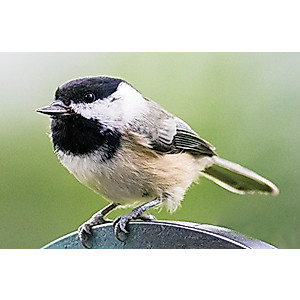 Audubon Park 12261 Black Oil Sunflower Seed Wild Bird Food, 10-Pounds