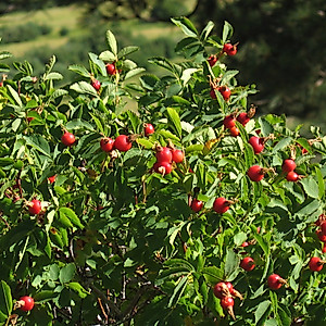 Frozen Seed Capsules - Rose Hip (Rosa canina) - Grow Now or Store for Future Planting - Capsule of 10 Seeds
