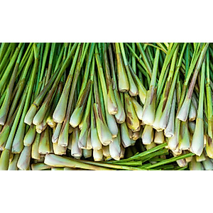 4 Lemongrass Plants Well Rooted, Live Lemongrass for Planting 5 to 7 Inch