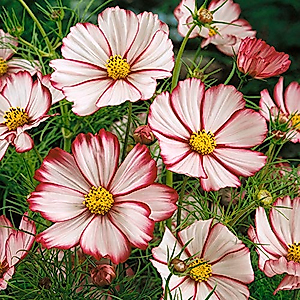 Outsidepride Cosmos Bipinnatus Picotee Garden Wild Cut Flower Seeds - 2000 Seeds
