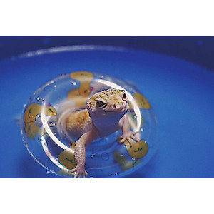 Foldable Collapsible Lizard Bathing & Cooling Swimming Pool, Durable Bath Tub, Swimming Bath Water Washer for Bearded Dragons Hedgehog Hamster & Small Animals, Bonus - Bearded Dragon Swim Float