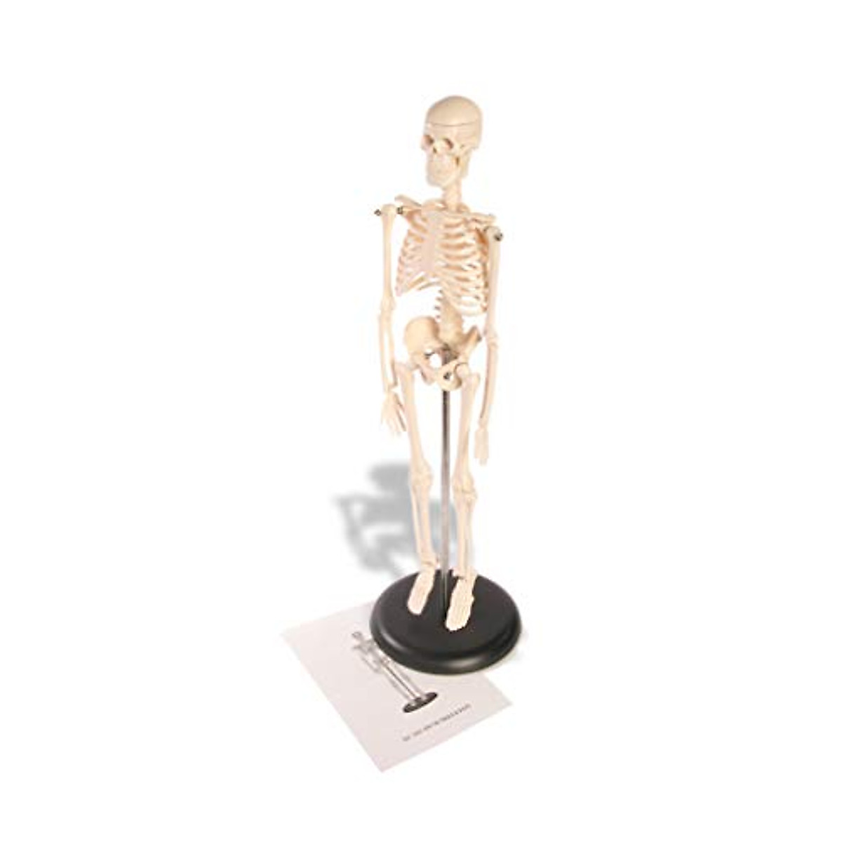 American Educational Skeleton Model, 17" Height