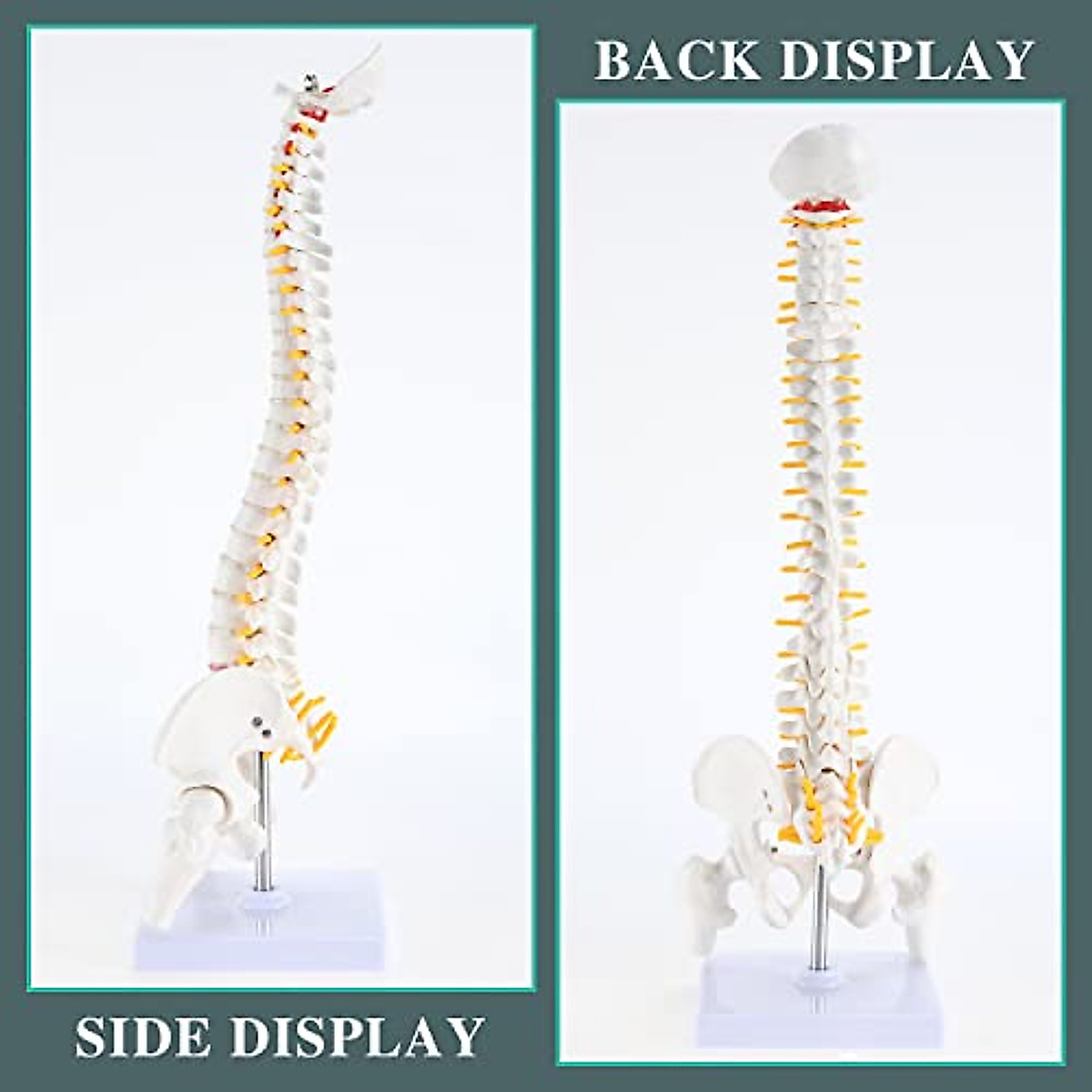 RONTEN Mini Spine Model, 15.5" Mini Vertebral Column Model Details Vertebrae, Spinal Nerves, Lumbar & Pelvis with Stand