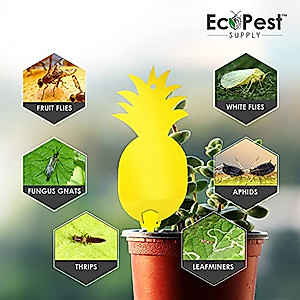 Sticky Fruit Fly and Gnat Traps – 12 Pack | Yellow Fly Paper Trap for House Plants and Gnat Sticky Traps for Fruit Flies, Fungus Gnats, and Other Flying Insects | Indoor and Outdoor Fly Tape