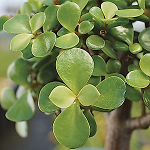 Brussel's Live Dwarf Jade Indoor Bonsai Tree in Water Pot - 5 Years Old; 6" to 10" Tall with Humidity Tray & Deco Rock