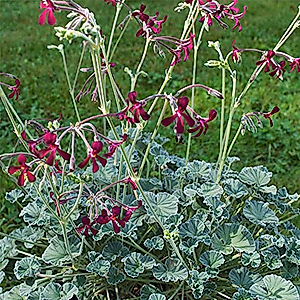CHUXAY GARDEN Pelargonium Sidoides,African Geranium,South African Geranium 30 Seeds Lovely Red Flowers Showy Accent Plant Striking Flowering Plants Great for Planting