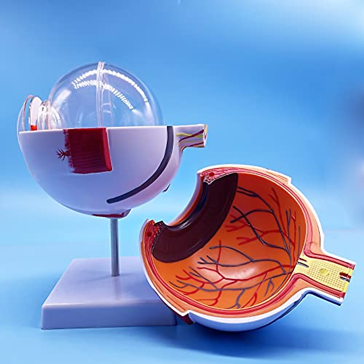 QSMYS Human Eye Eyeball Anatomical Model,Anatomically Accurate Human Eye 6X Enlarged Anatomy Model for Science Classroom Study Display Teaching Model