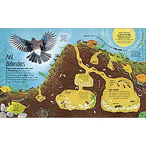 The Book of Brilliant Bugs (The Magic and Mystery of the Natural World)