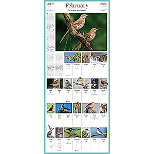 Audubon Songbirds and Other Backyard Birds Picture-A-Day Wall Calendar 2022: Your Daily Sighting of Songsters that Bring Color, Joy, and Sweet Melodies.