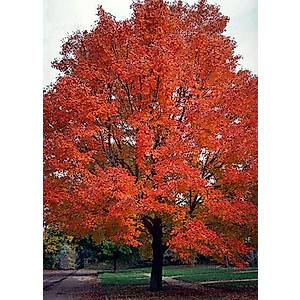 Carolina RED Scarlet Maple Tree Acer Rubrum jocad (25 Seeds)