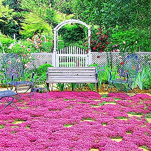 QAUZUY GARDEN Red Creeping Thyme 200 Seeds Fragrant Lawn Cover/Groundcover Seeds Hardy Drought Salt Tolerant Fast-Growing Low-Maintenace Perennial Evergreen Herbs